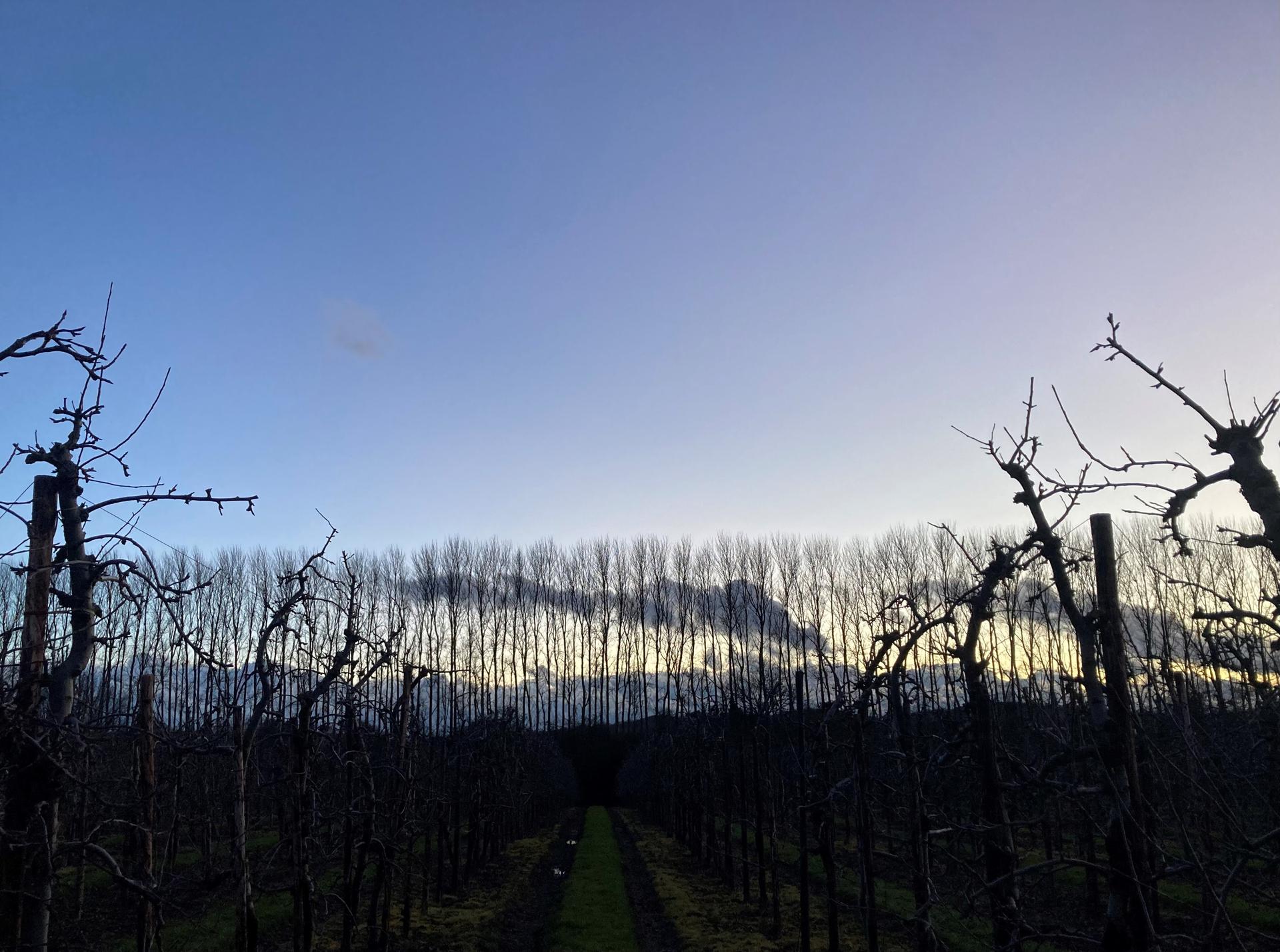 Midwinter sunset behind the poplars (Photo: Madeleine Cuff)